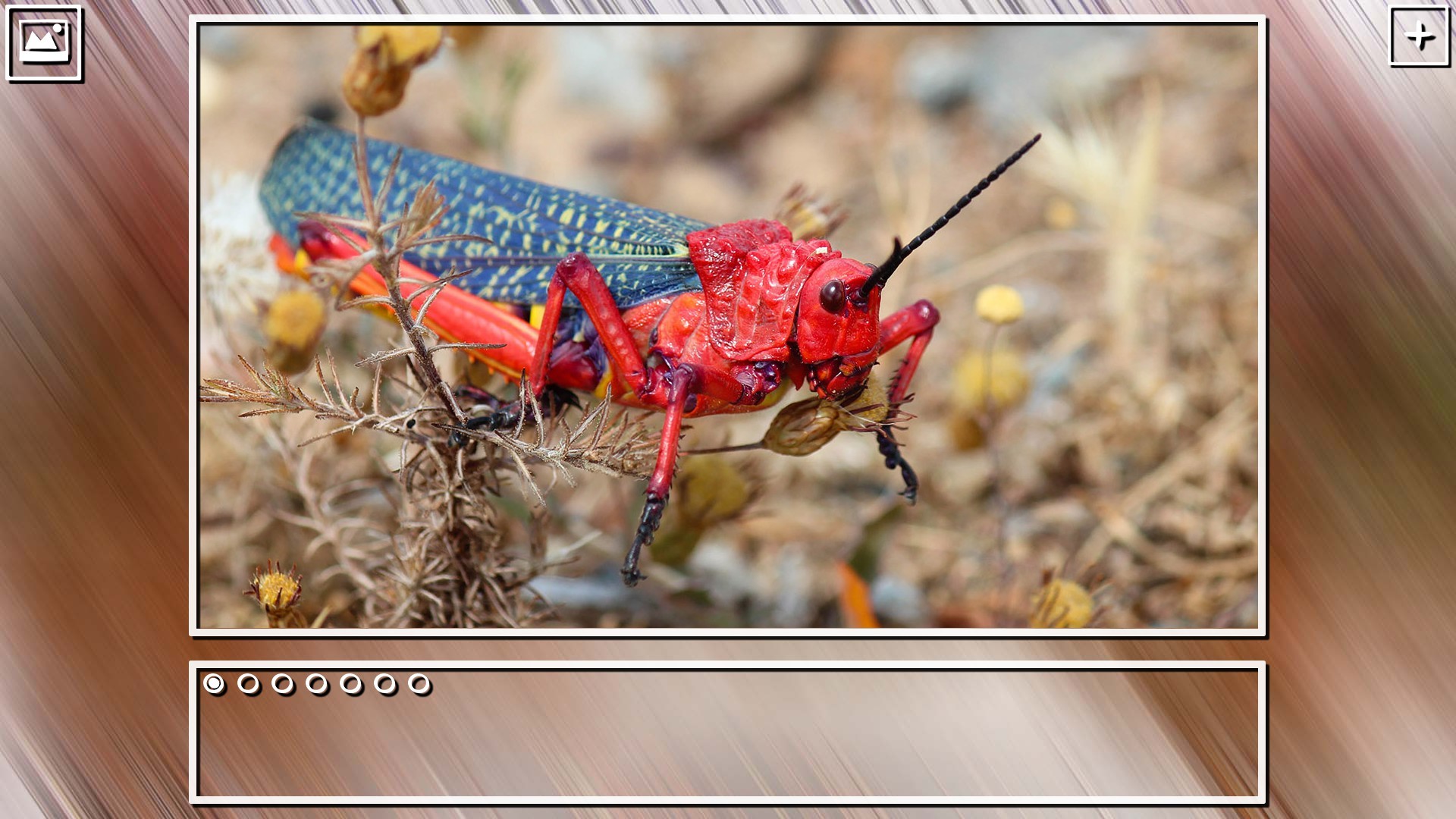 Super Jigsaw Puzzle: Generations - Bugs Puzzles · 스팀