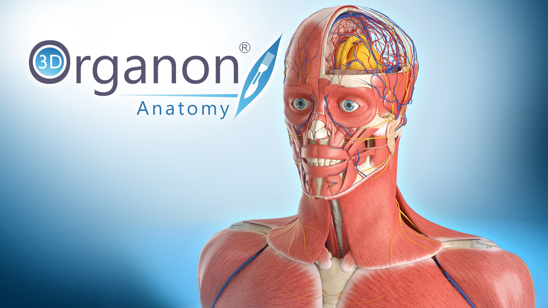 3D Organon Anatomy On Steam 3D Organon Anatomy On Steam